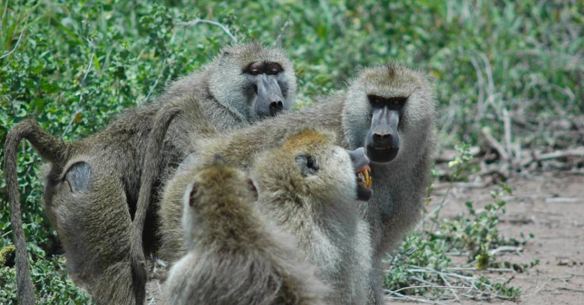 A MALE BABOON'S DOMINANCE GIVES HIM BABIES, BUT COSTS HIM YEARS | Duke ...