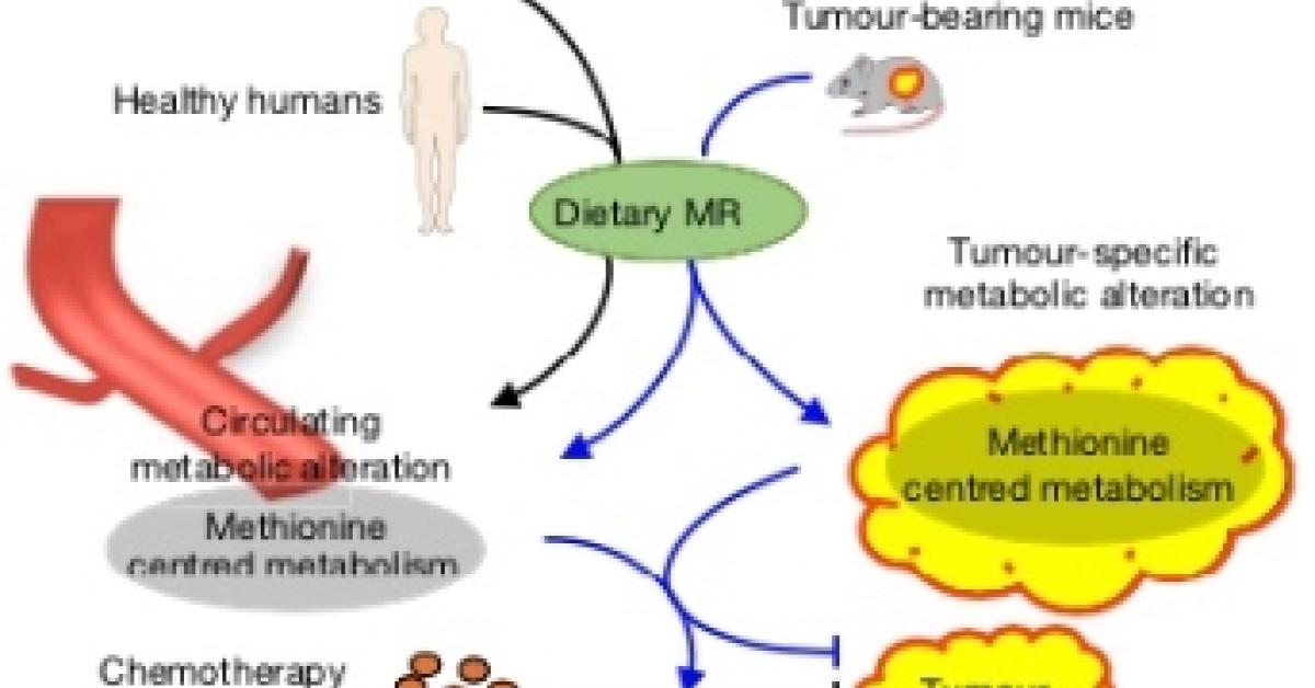 Science of Metabolism Provides Insight on Using a Nutrient to Slow ...