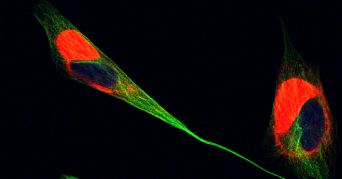 Sweet Adaptation | Duke Department of Biostatistics and Bioinformatics
