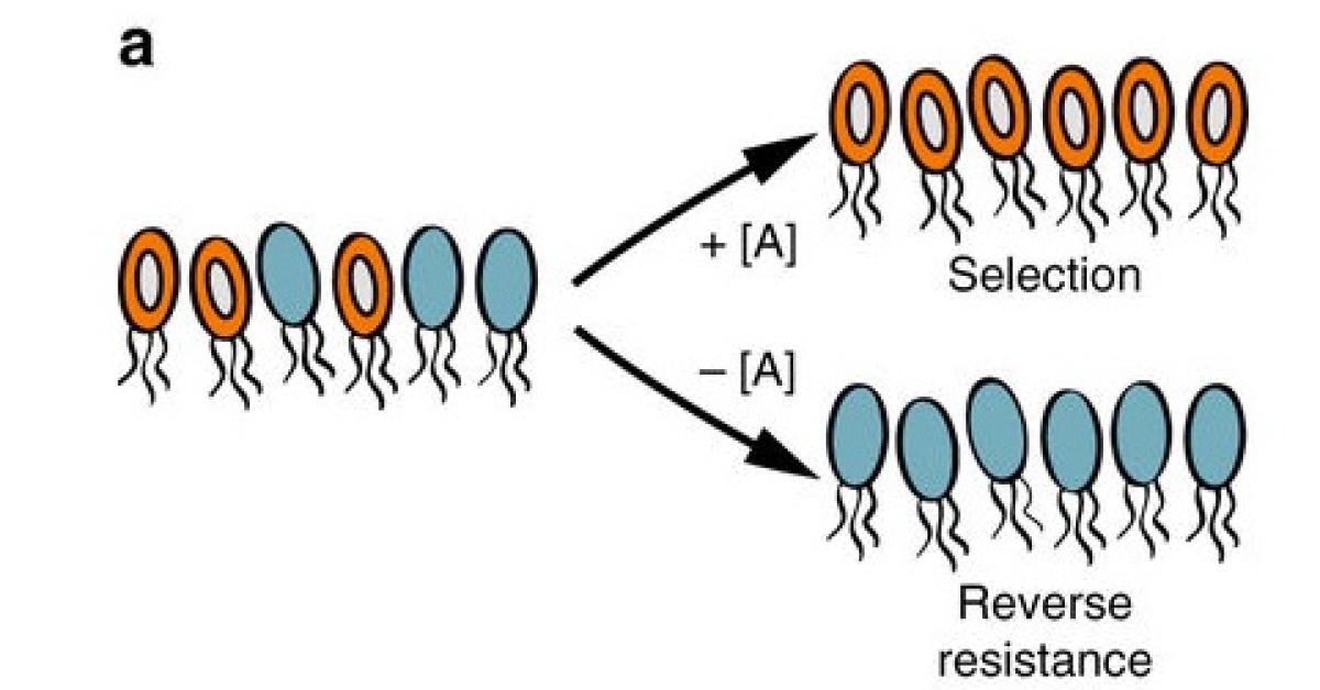 Managing Antibiotics Not Enough to Reverse Resistance | Duke Department ...