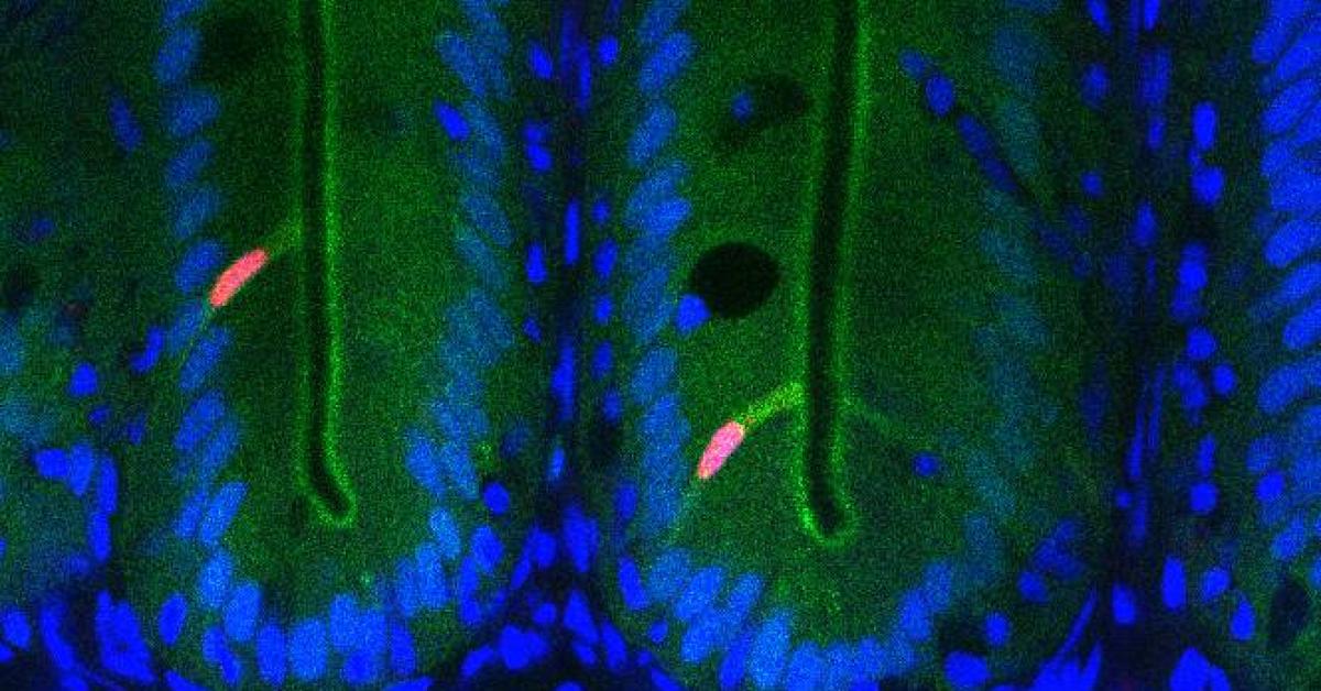 Duke Scientists Map Genomic Atlas of Your Inner Fish Gut | Duke ... Duke Scientists Map Genomic Atlas of Your Inner Fish Gut | Duke ...